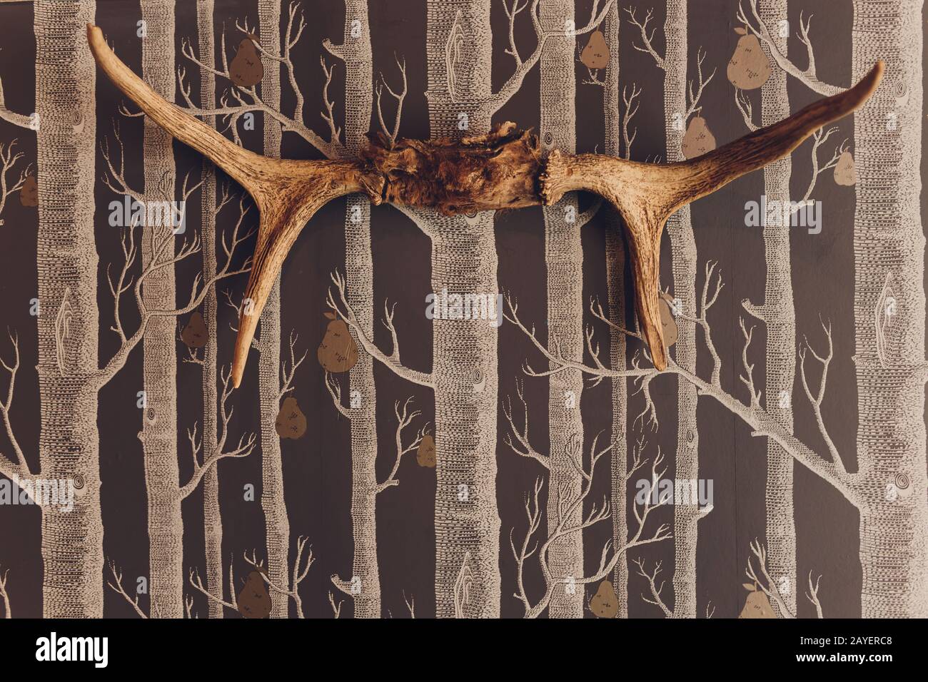 the head of a dead deer with horns and fur on the wall in the room ...