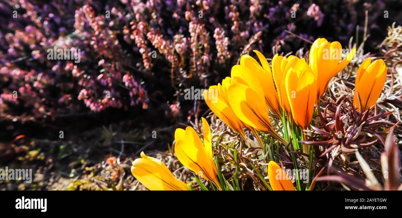 Spring is coming. The first yellow crocuses in my garden on a sunny day ...