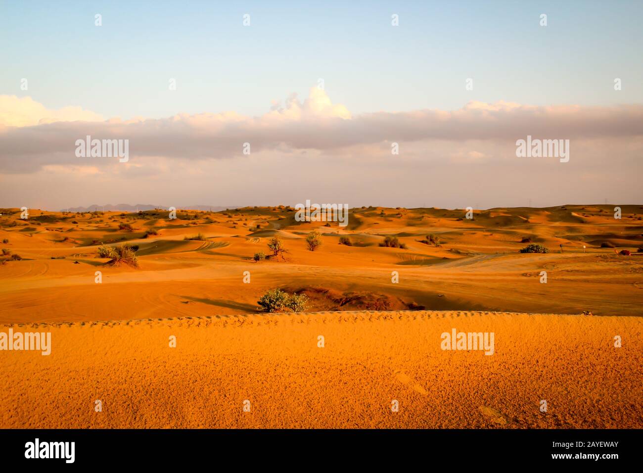 Desert shrubs hi-res stock photography and images - Alamy