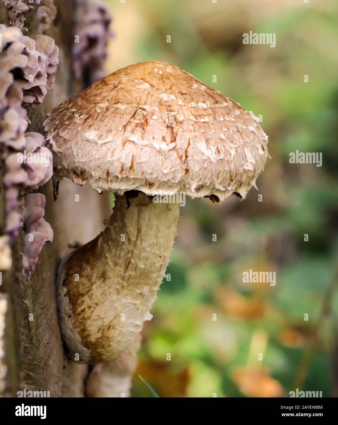 Populate hi-res stock photography and images - Alamy