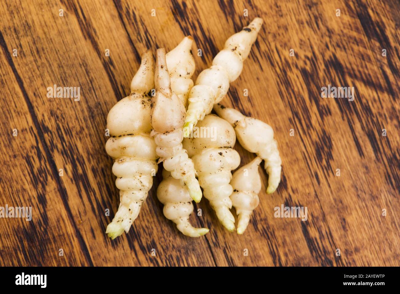 Japanese crosne Stachys affinis tubers rhizome root vegetable closeup ...