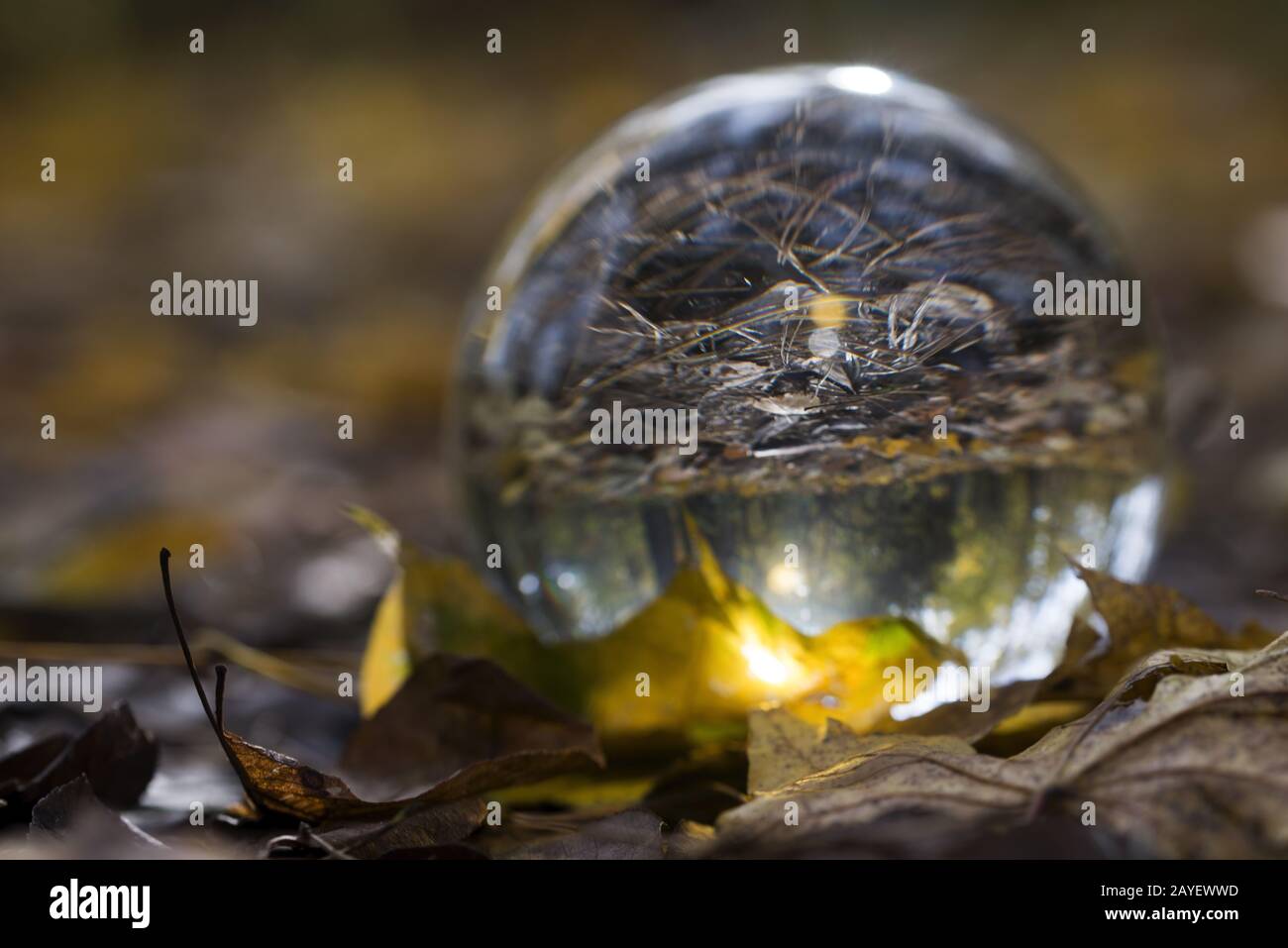 forest through a bruning glass Stock Photo - Alamy