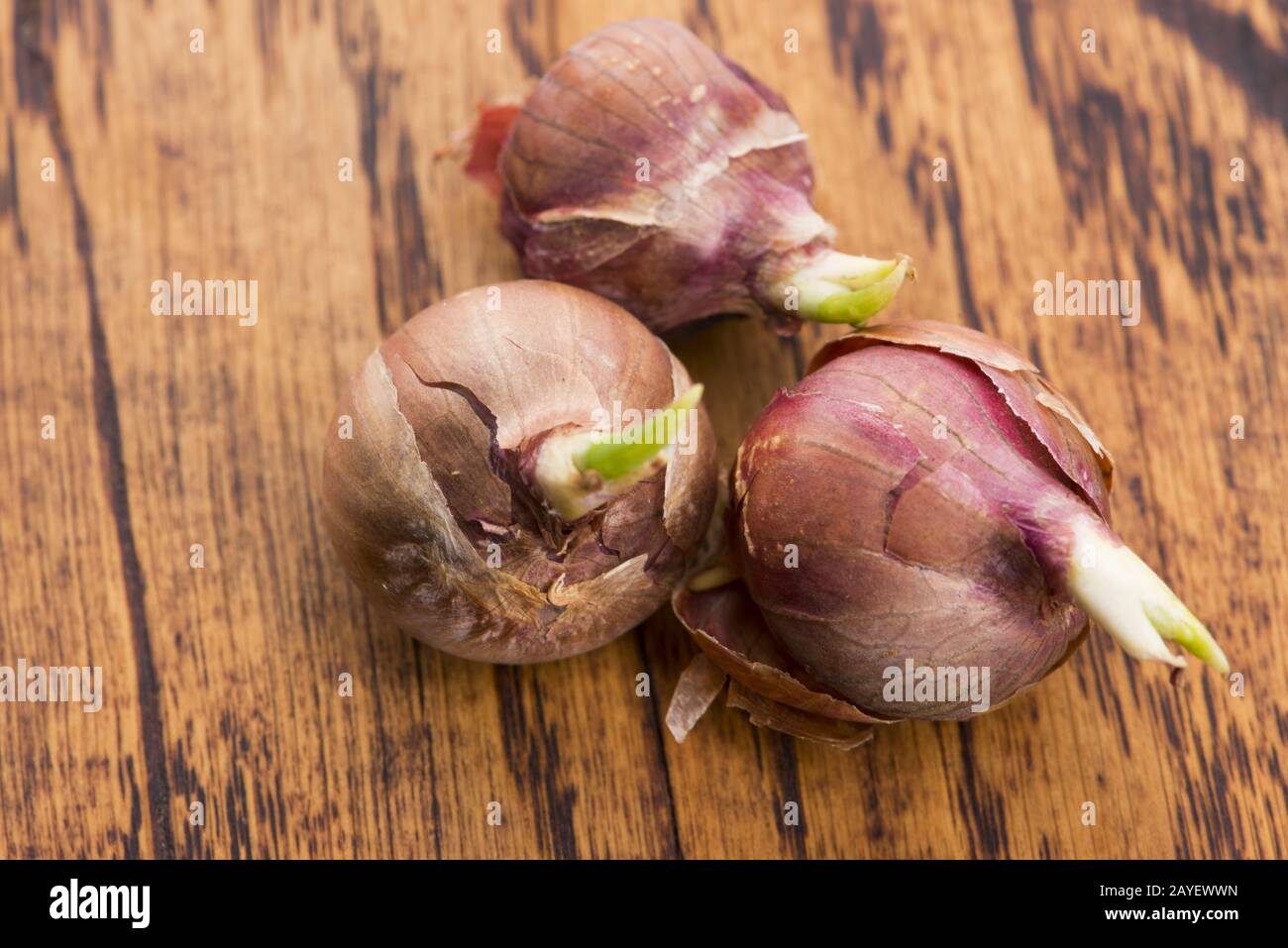 Allium proliferum hi-res stock photography and images - Alamy