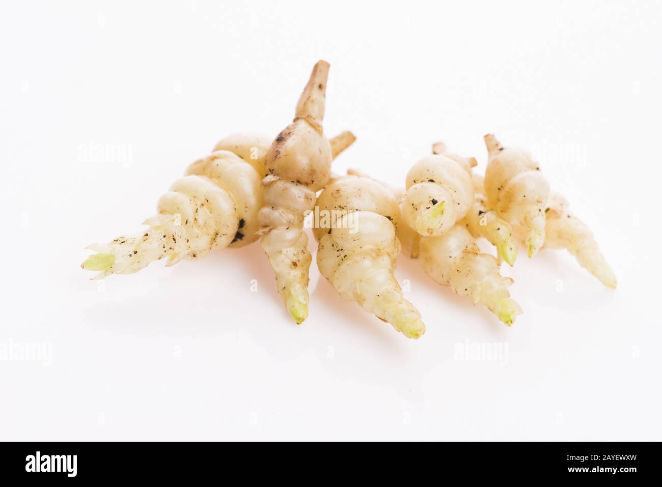 Japanese crosne Stachys affinis tubers rhizome root vegetable closeup ...