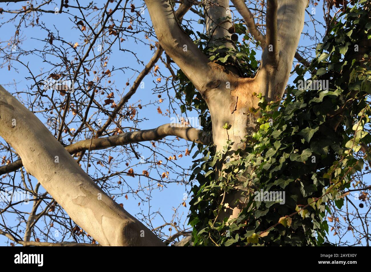 leafless plane tree in winter with evergreen climbing ivy at trunk ...