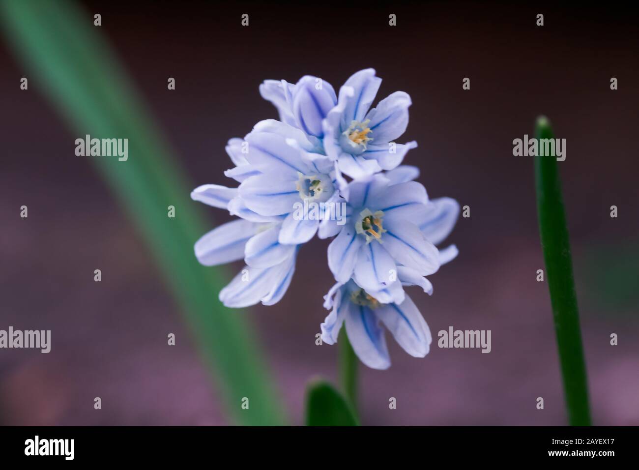 Scylla Siberian closeup. Little blue flowers. White-blue snowdrops ...