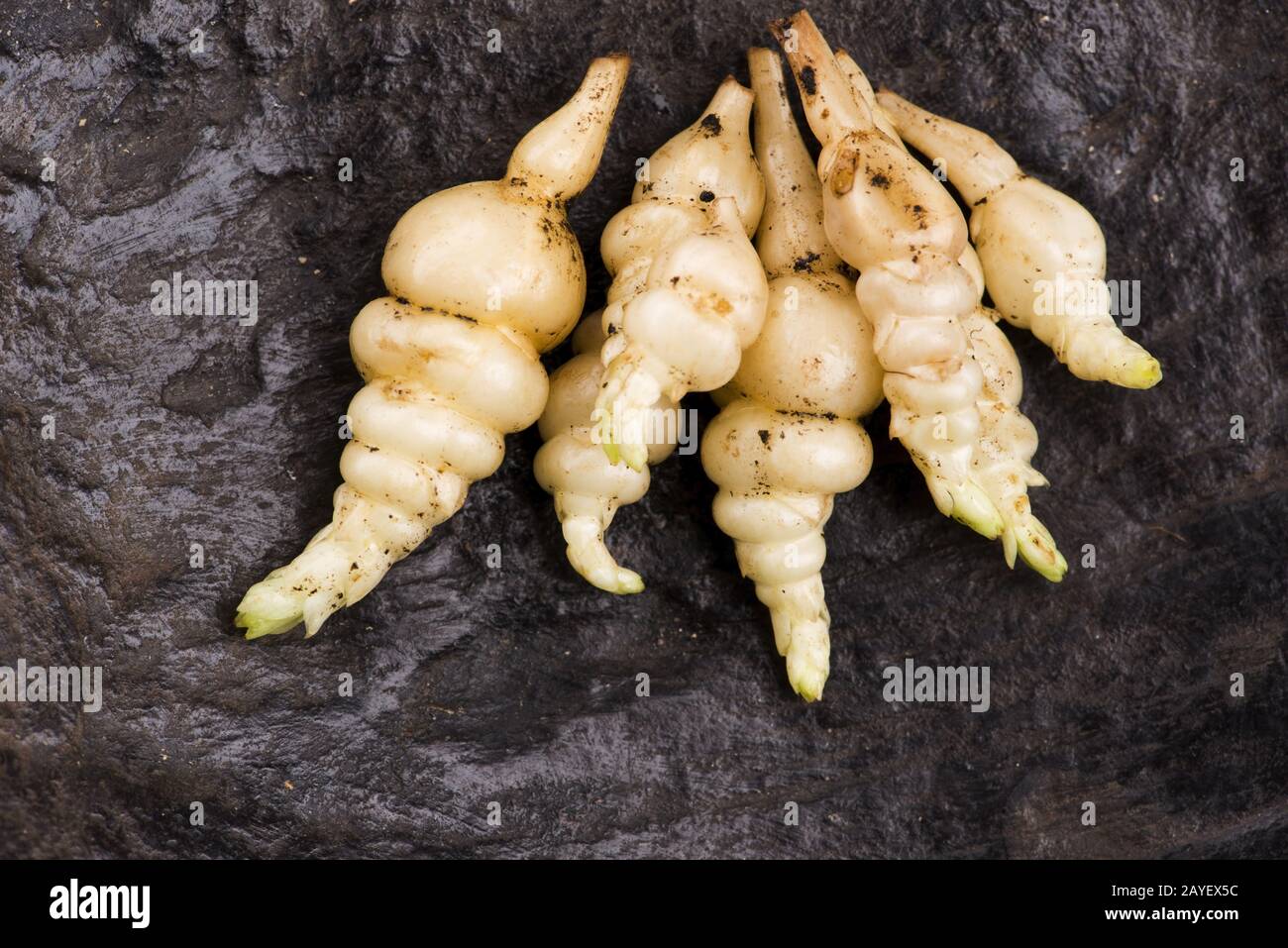 Japanese crosne Stachys affinis tubers rhizome root vegetable closeup ...