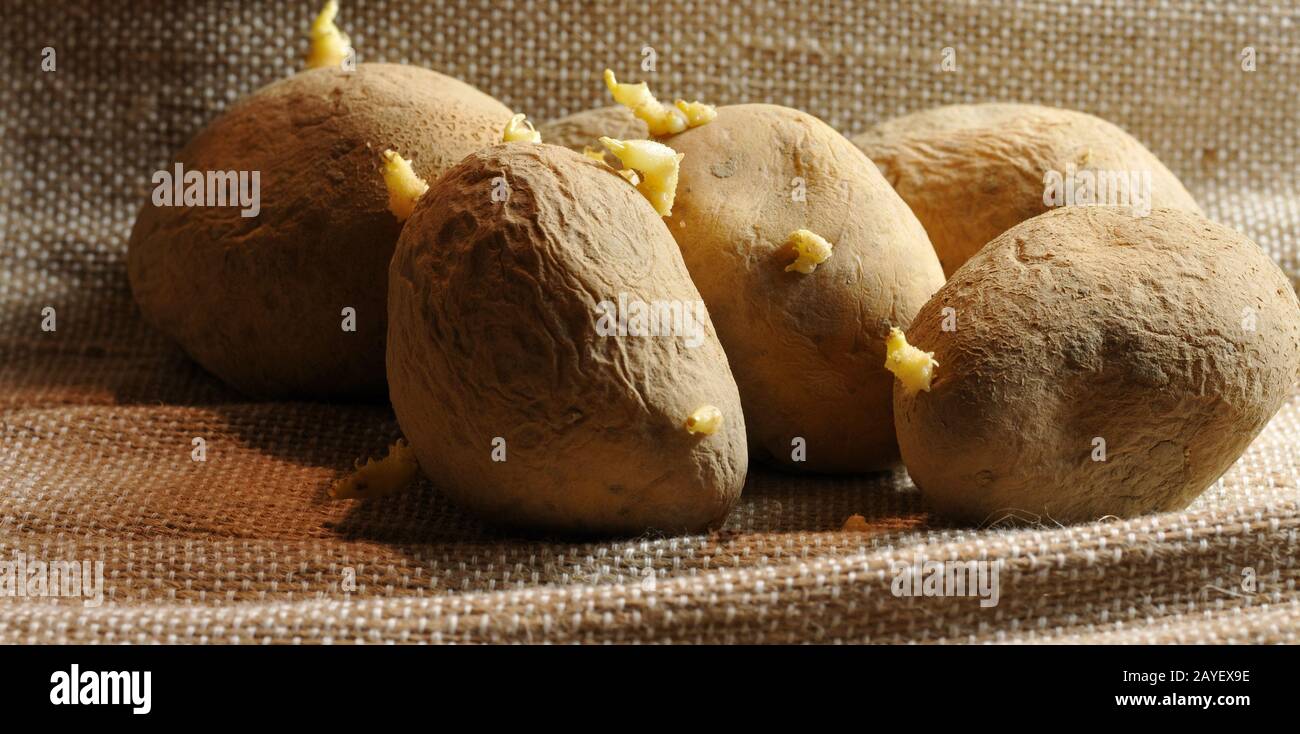 old potatoes with dirty and wrinkly husk and hairy sprouts Stock Photo ...