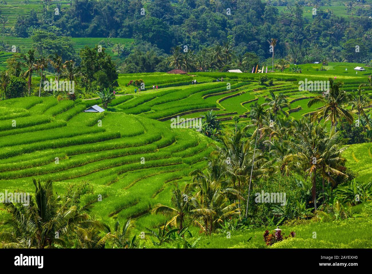 Rice fields - Bali island Indonesia Stock Photo - Alamy