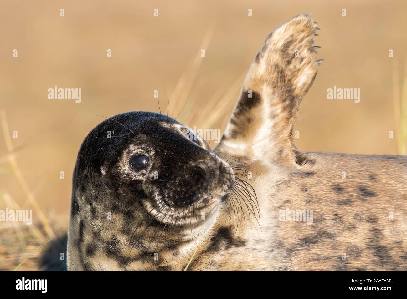 Phoques phoques gris gris hi-res stock photography and images - Alamy