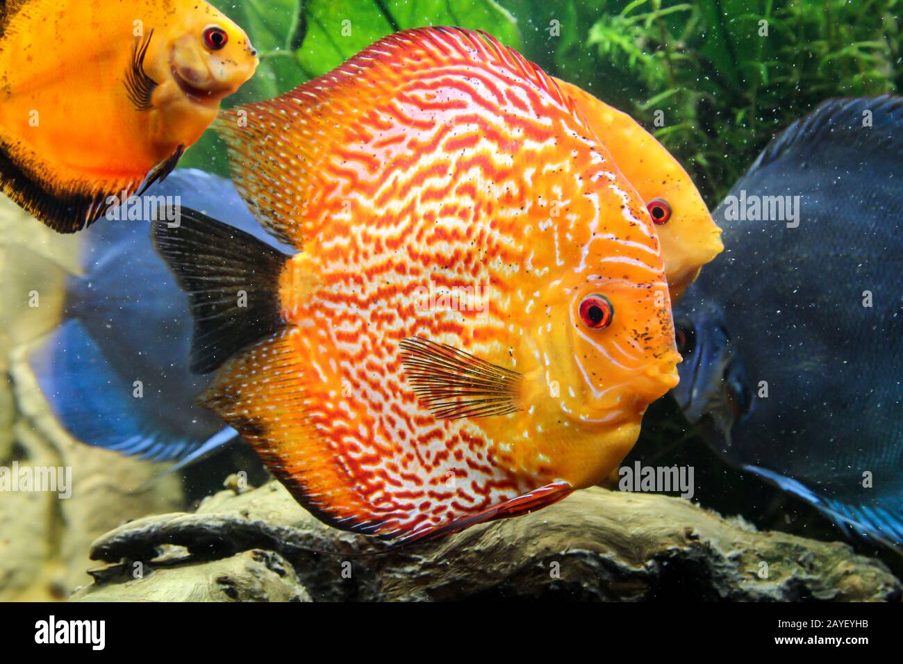 Discus fish hi-res stock photography and images - Alamy