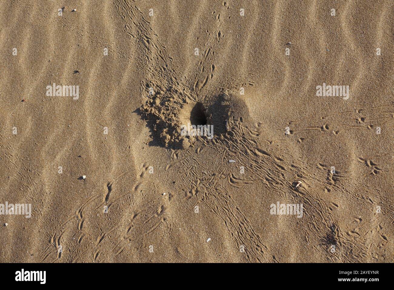 Crawl tracks of beach crabs on a sandy beach, Kaplica (greek Davlos ...