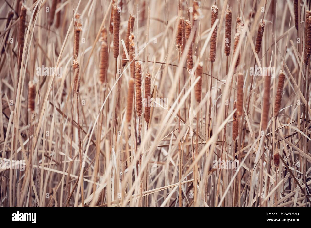 Reed blowing in wind hi-res stock photography and images - Alamy