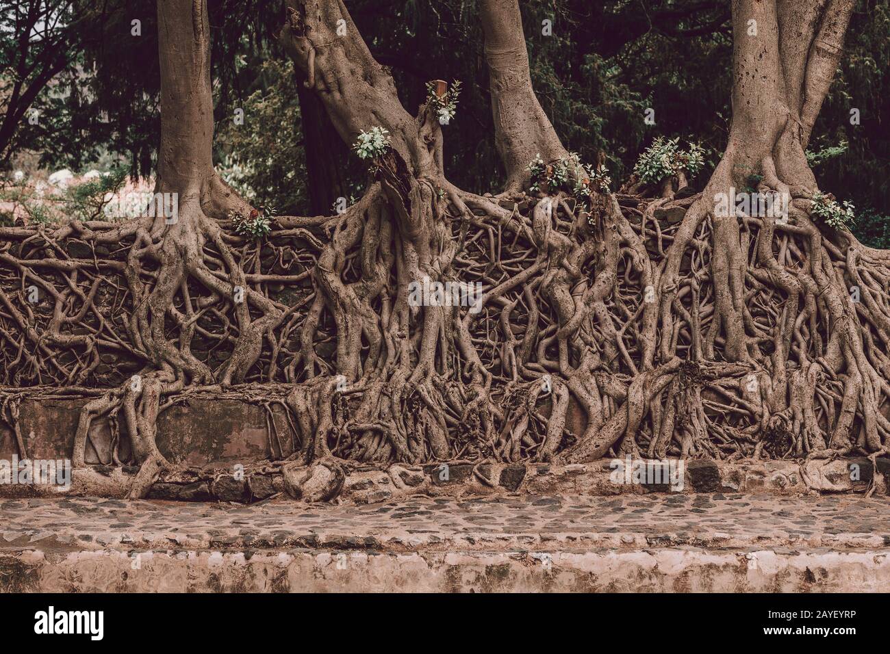 Tangle of branches and roots hi-res stock photography and images - Alamy