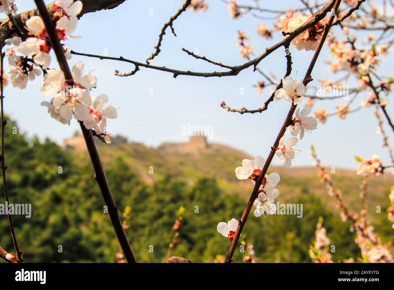 Cherry blossom in spring beijing hi-res stock photography and images ...