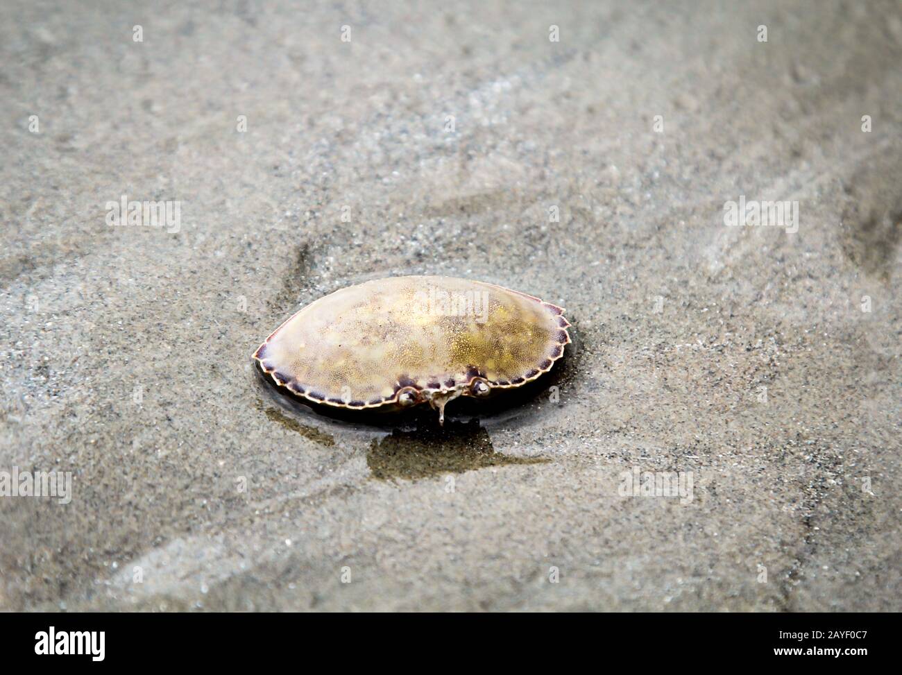 Details, remains of a crustacean, crab, The shell of a crustacean Stock ...