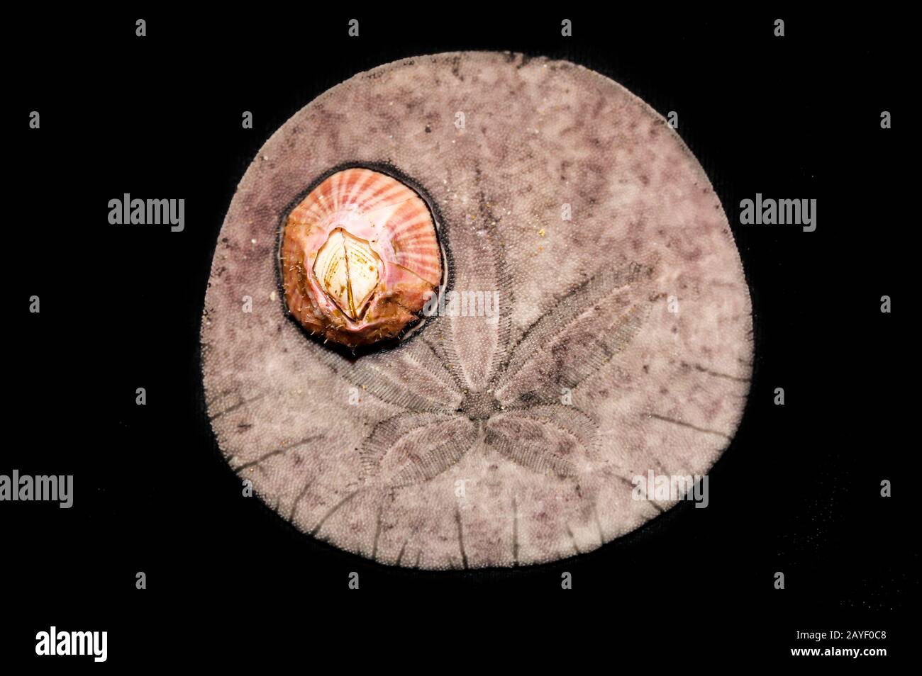 View, Structure of a Sand Dollar, Macro of a Sand Dollar Stock Photo ...