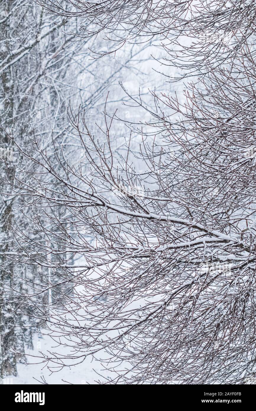 Snowing landscape, winter holiday concept - Fairytale fluffy snow ...