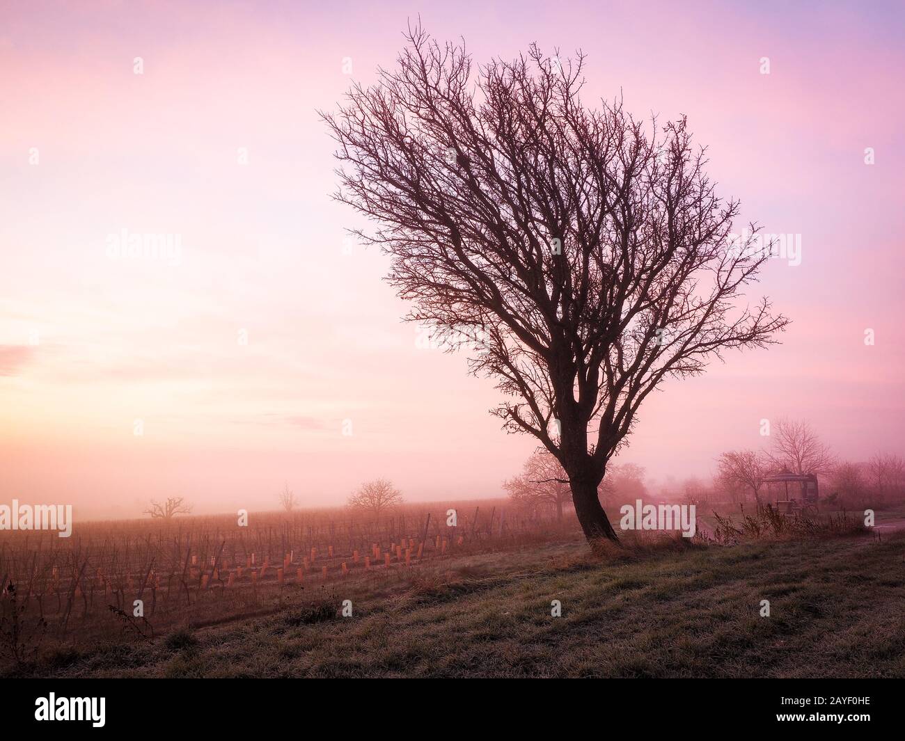 Lonely tree morning hi-res stock photography and images - Alamy