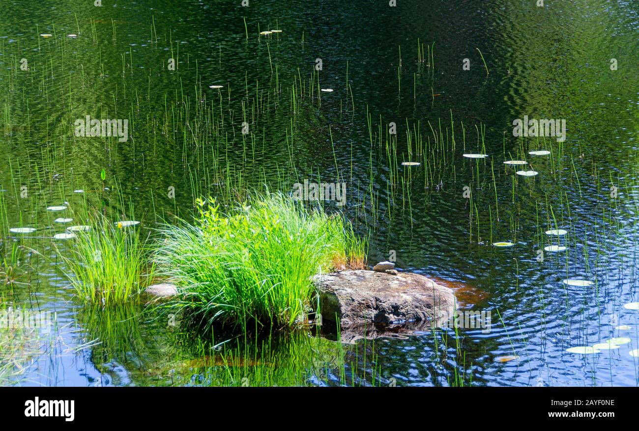 flat bay with water plants and rocks in a lake near Virserum, Sweden ...