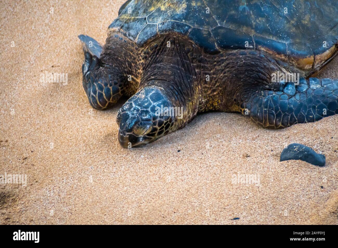 Green sea turtle in sand hi-res stock photography and images - Alamy