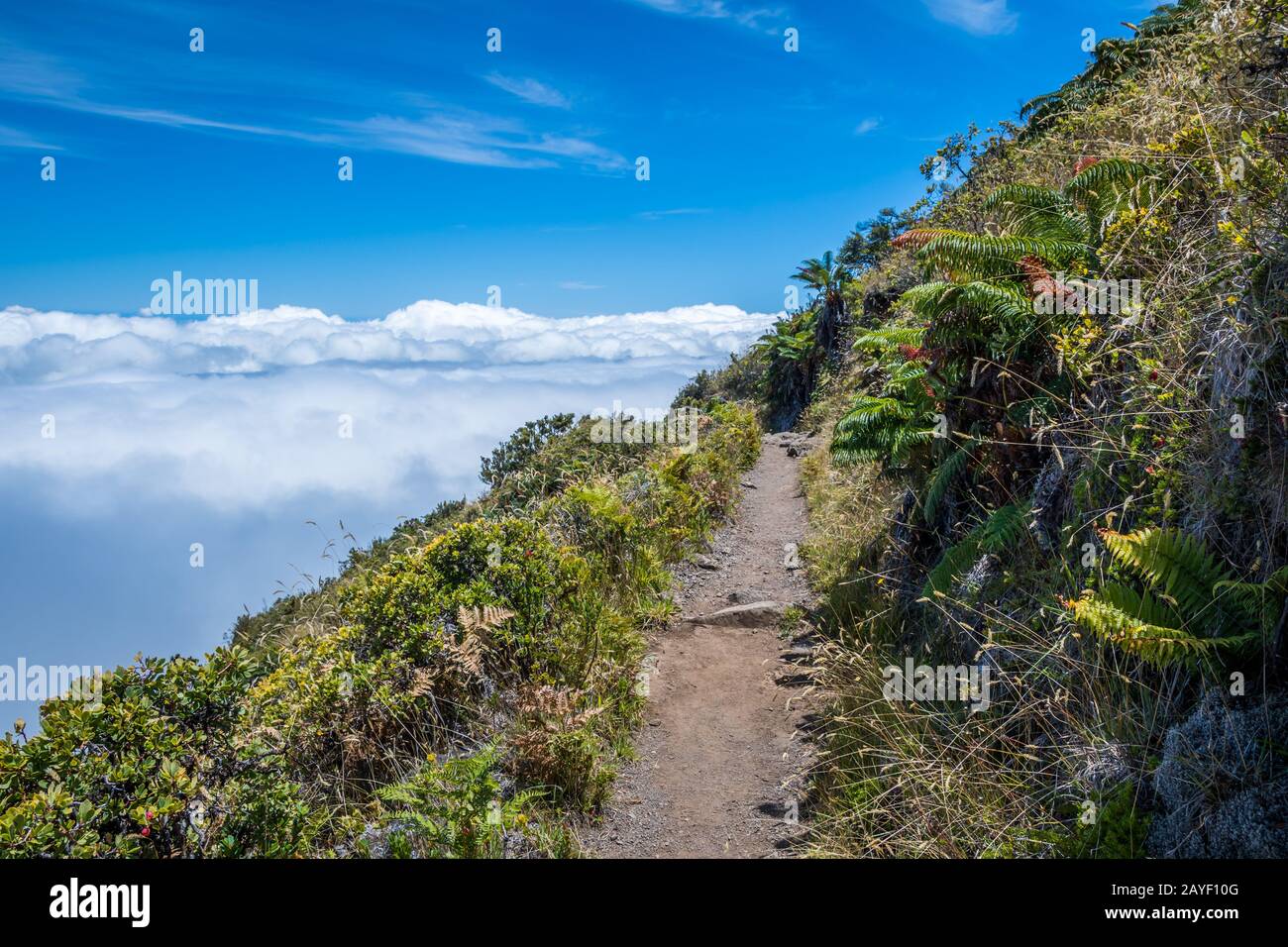An overlooking view of nature in Maui, Hawaii Stock Photo - Alamy
