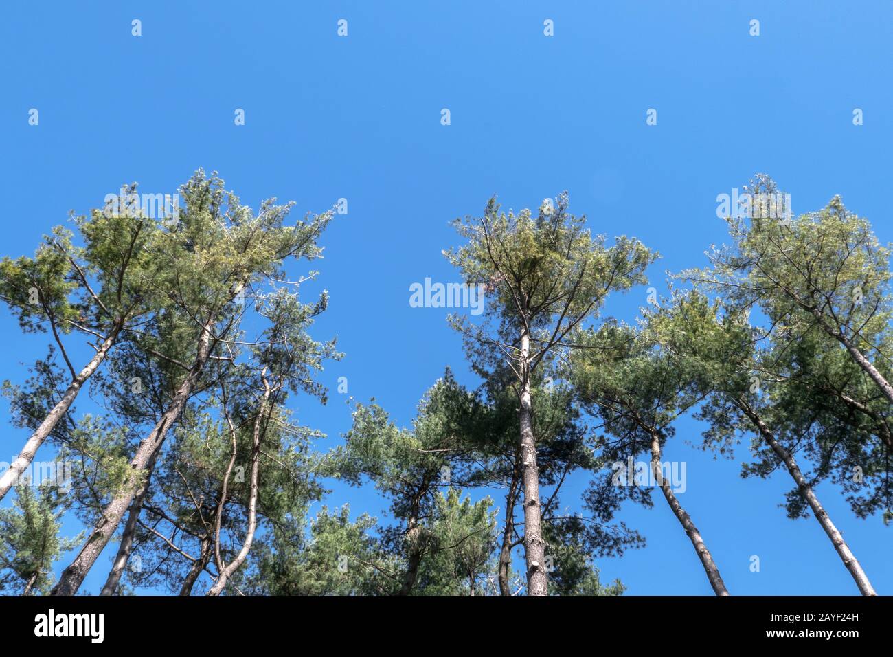 Mediterranean trees hi-res stock photography and images - Alamy