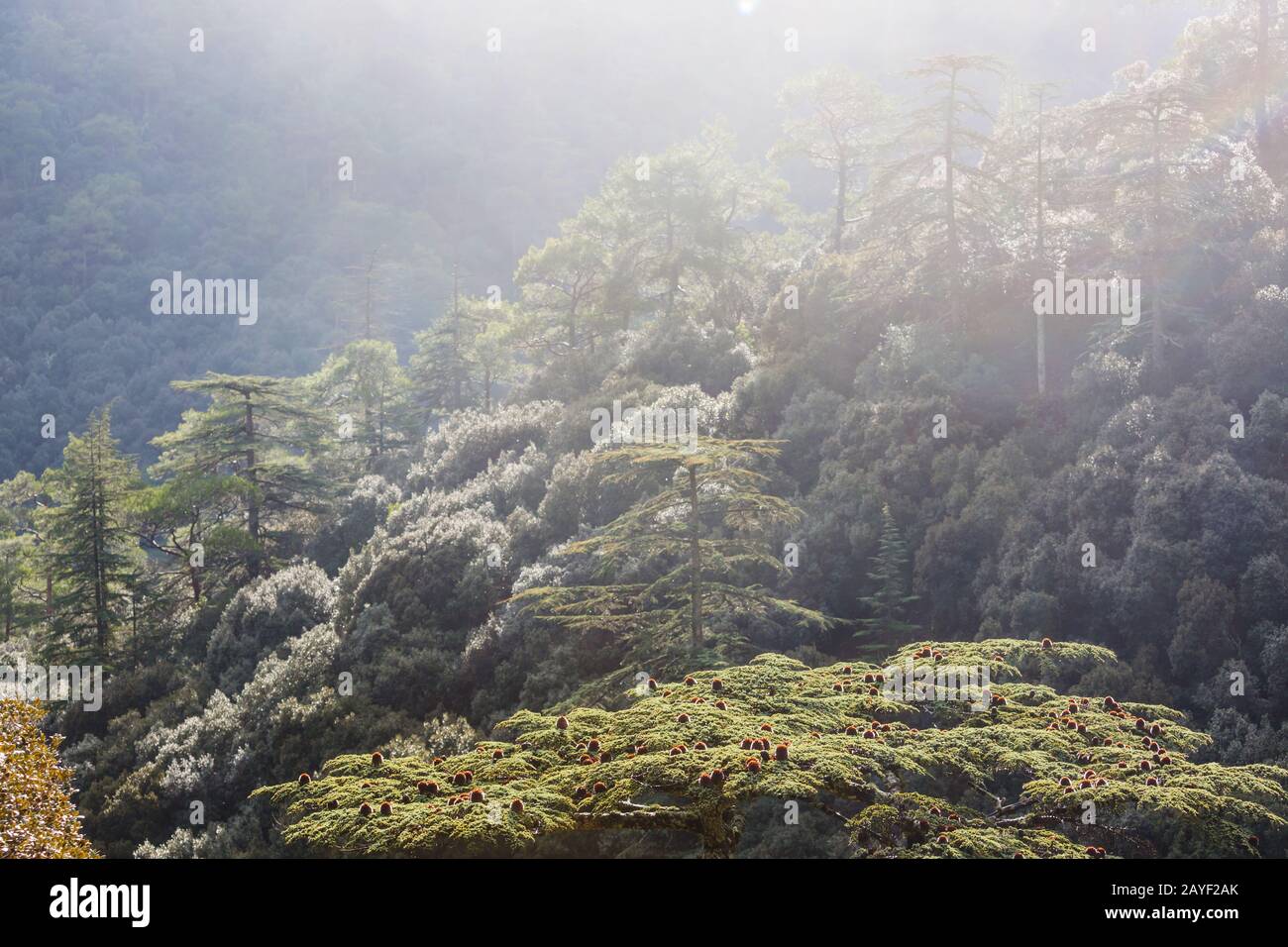 Cyprus cedar tree hi-res stock photography and images - Alamy