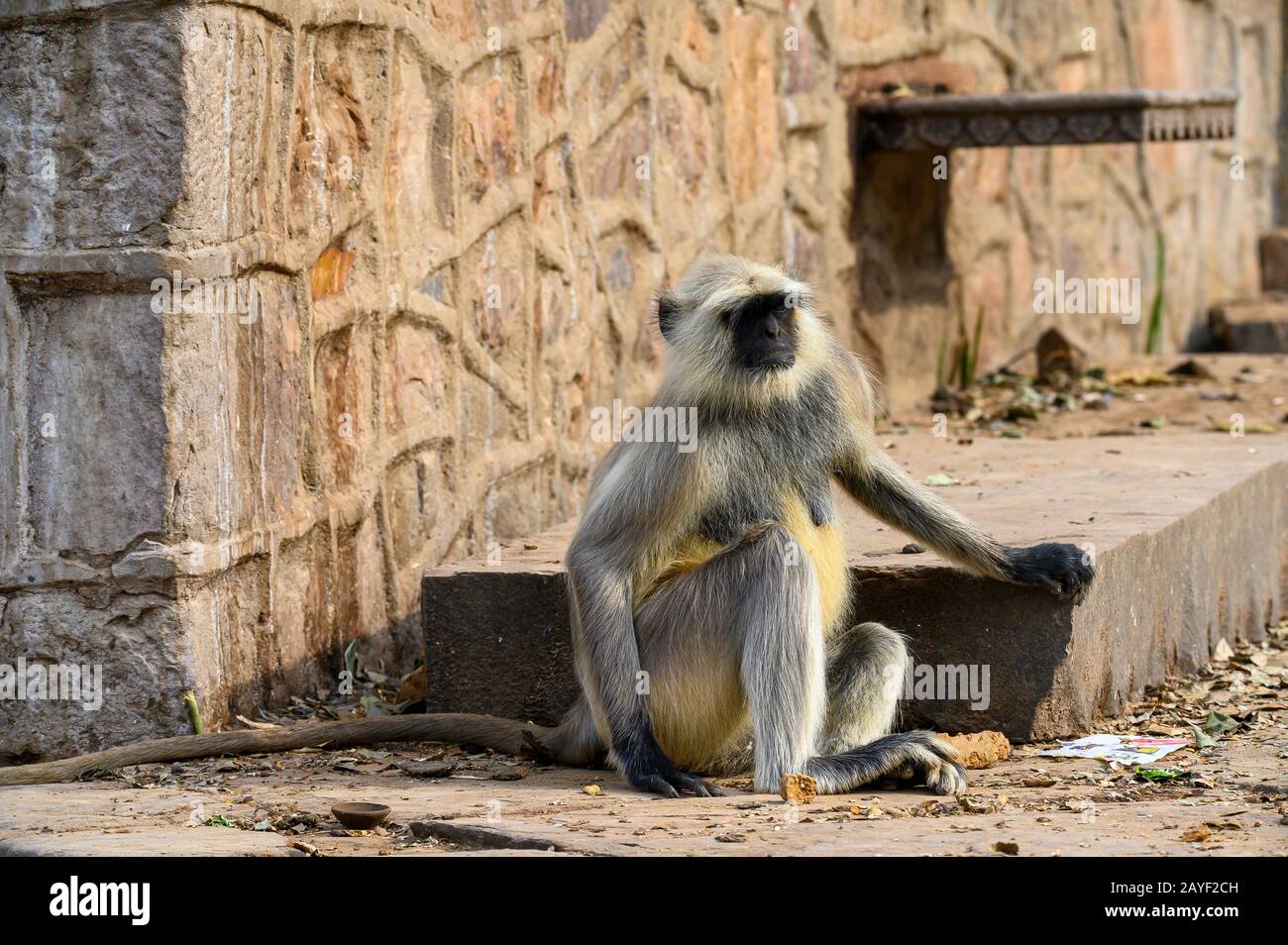 Monkeys ranthambore national park hi-res stock photography and images ...