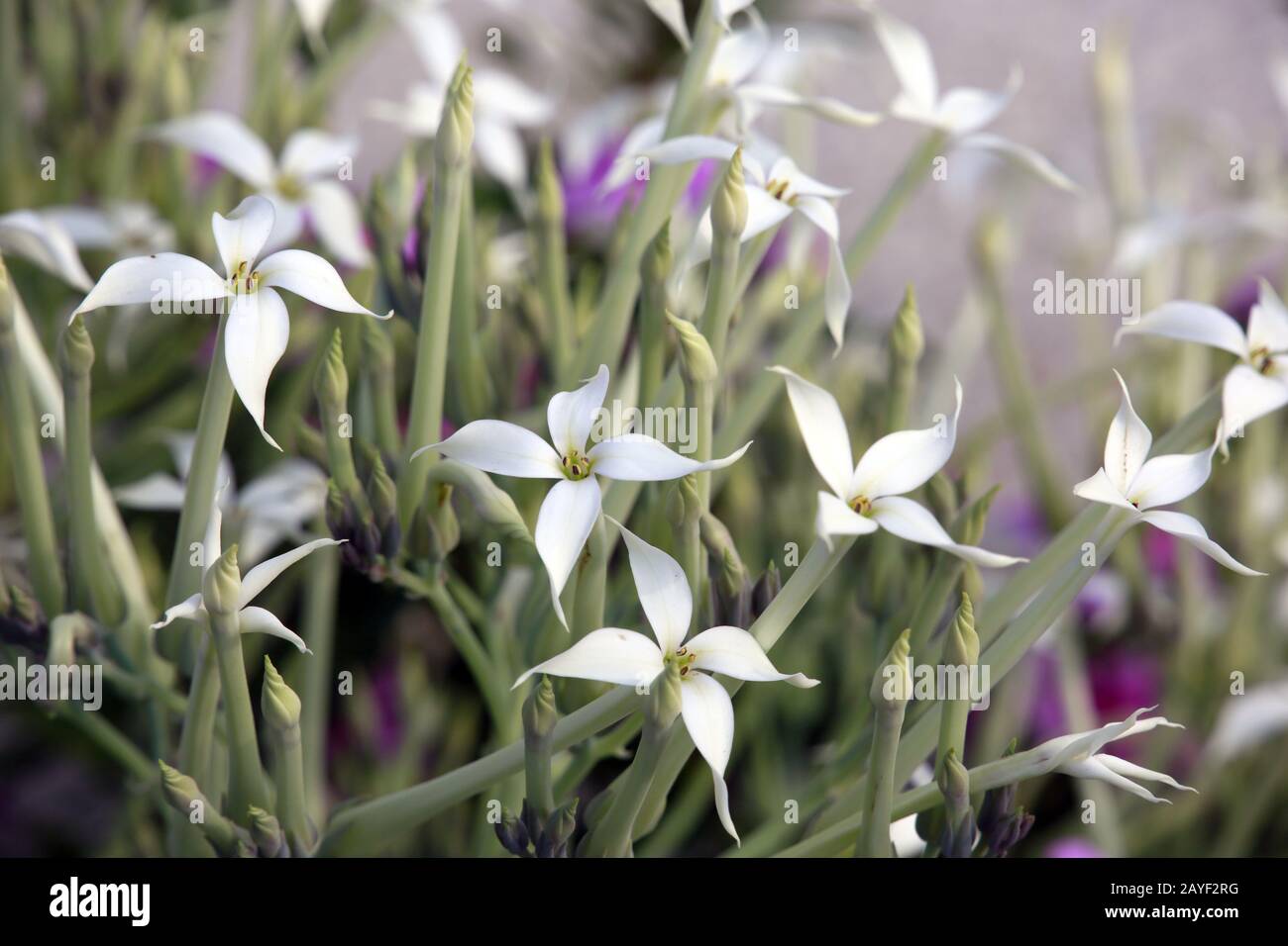 Penwiper hi-res stock photography and images - Alamy