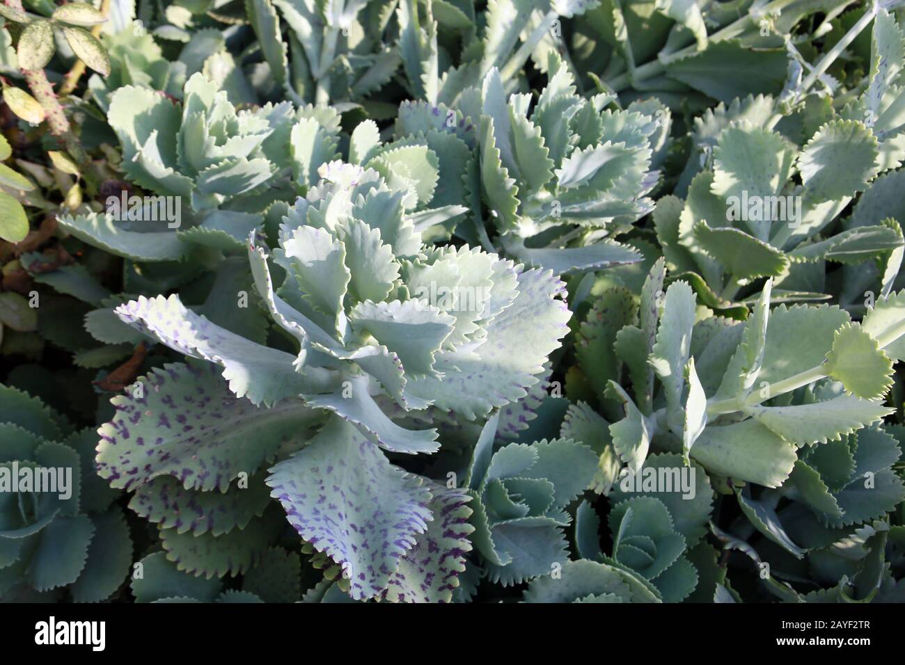 Penwiper hi-res stock photography and images - Alamy