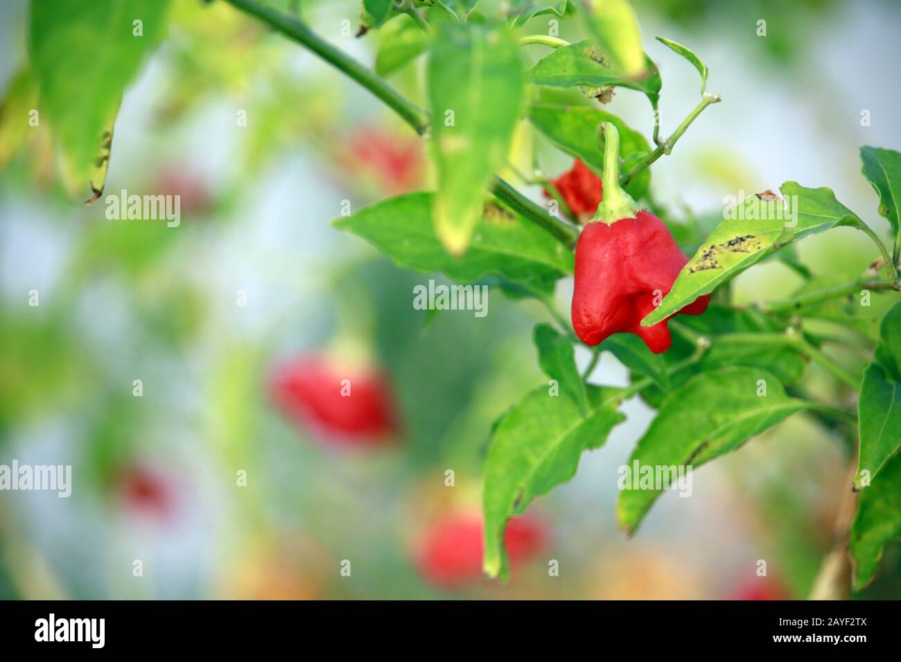 Bishop's crown (Capsicum baccatum), plant with ripe fruit Stock Photo ...