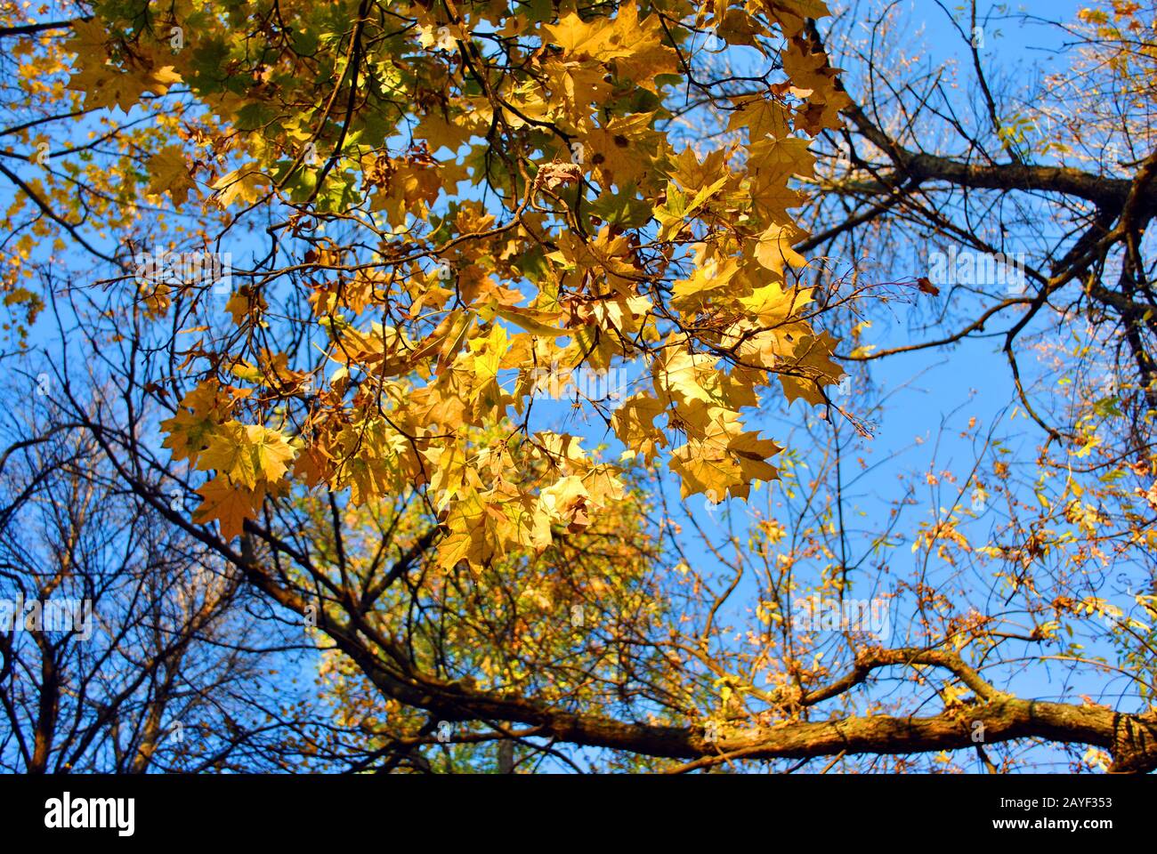 Yellow maple trees in autumn park, top view blue sunny sky Stock Photo ...