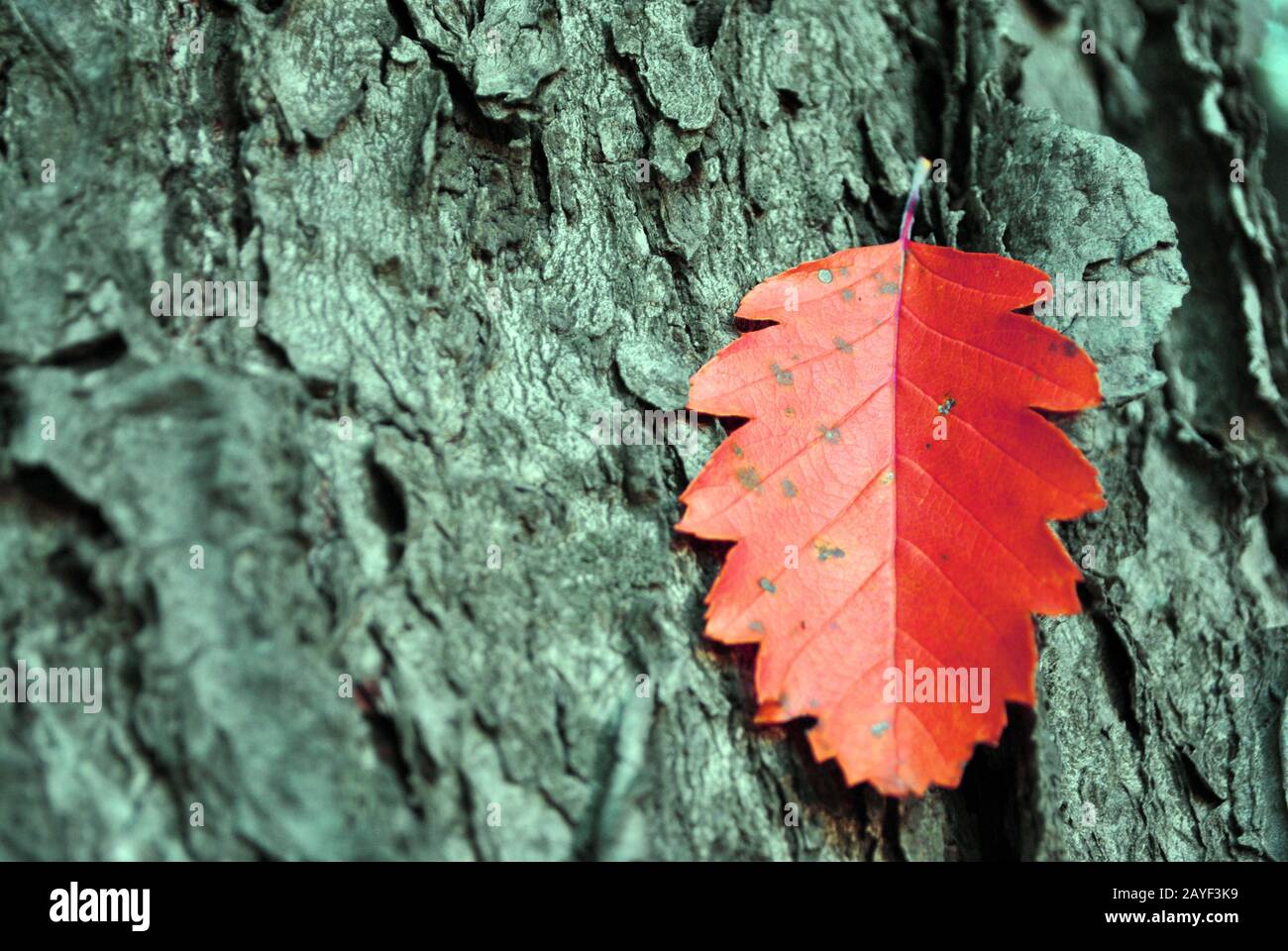 Sorbus hybrida (oakleaf mountain ash, Swedish service-tree, Finnish ...