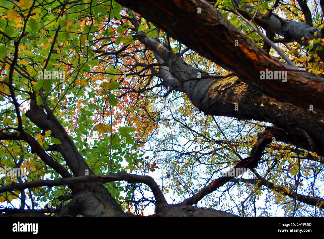 Yellow green oak tree top view in autumn park, blue sky background ...