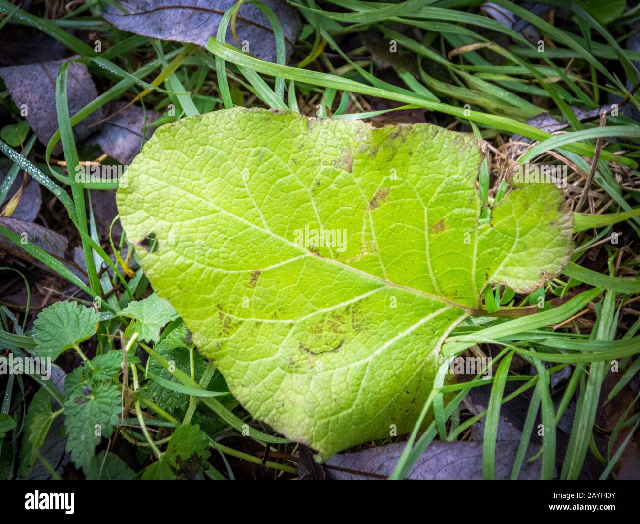 Grass with leaf hi-res stock photography and images - Alamy