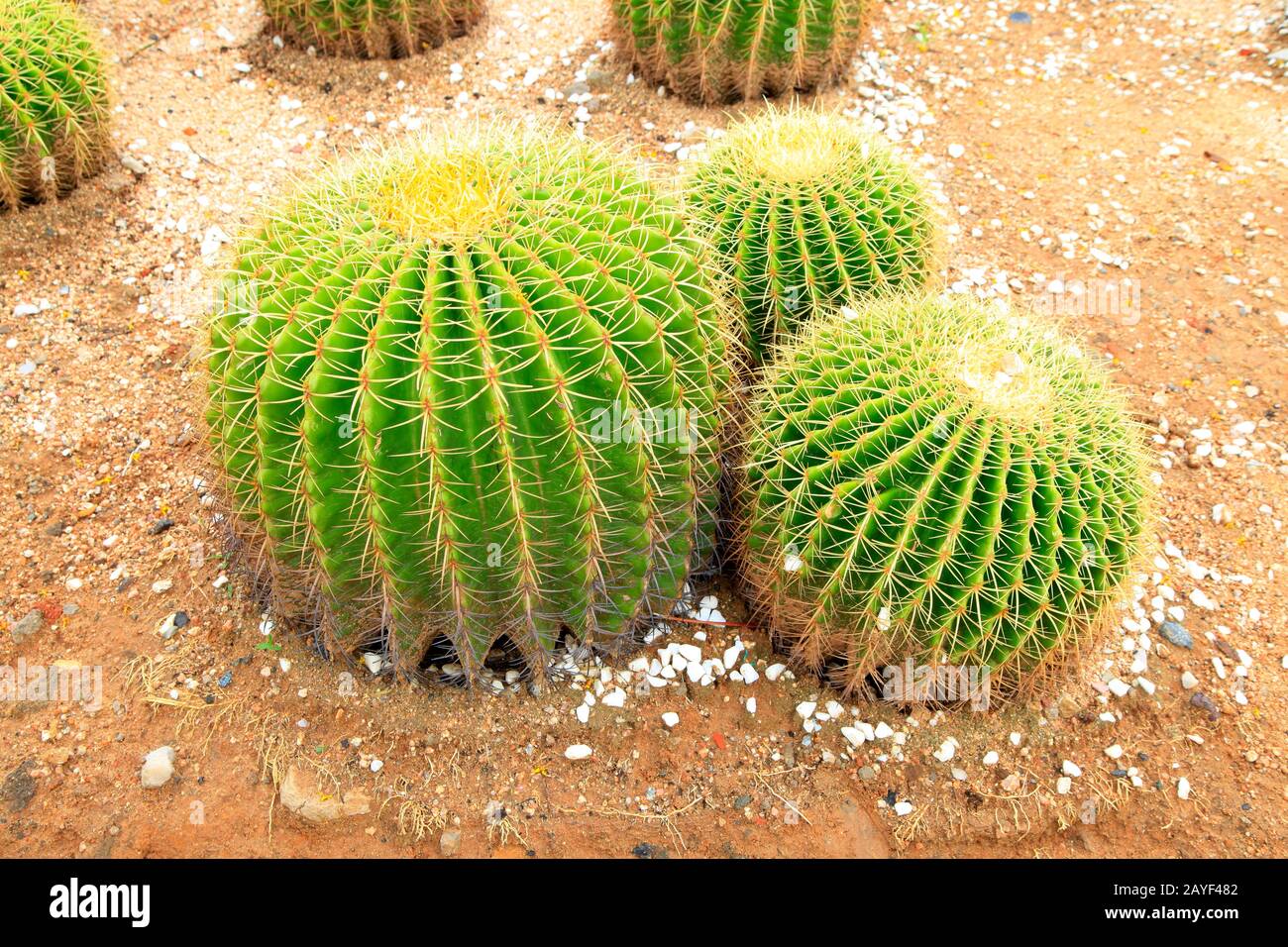 golden ball cactus Stock Photo - Alamy