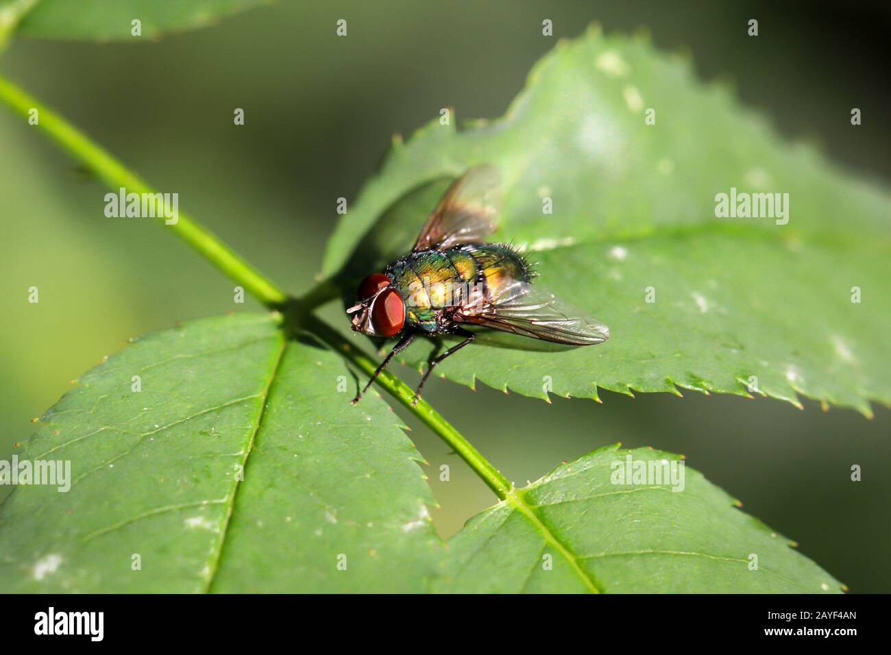Bacteria High Resolution Stock Photography and Images - Alamy