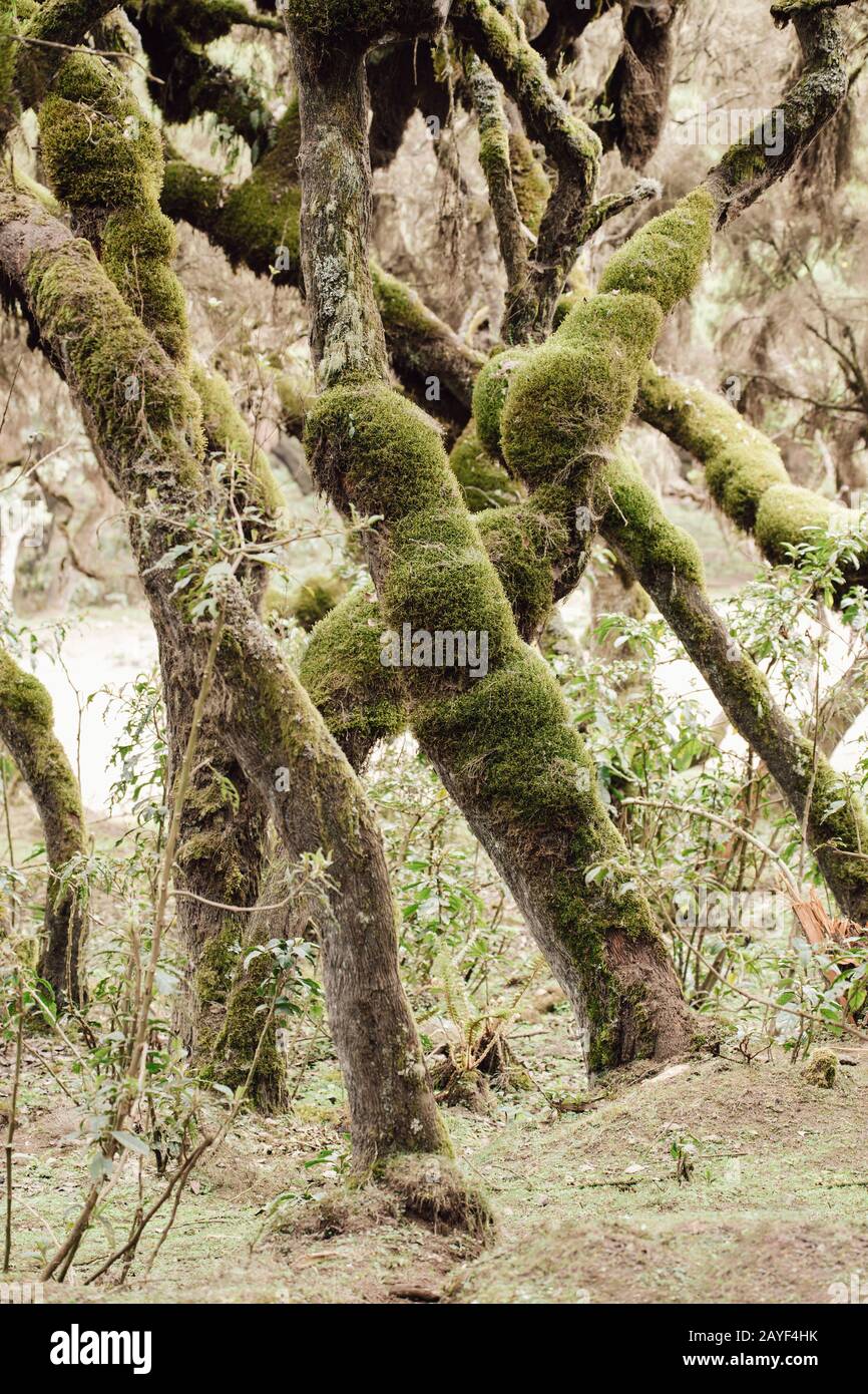 Harenna Forest in Bale Mountains, Ethiopia Stock Photo - Alamy