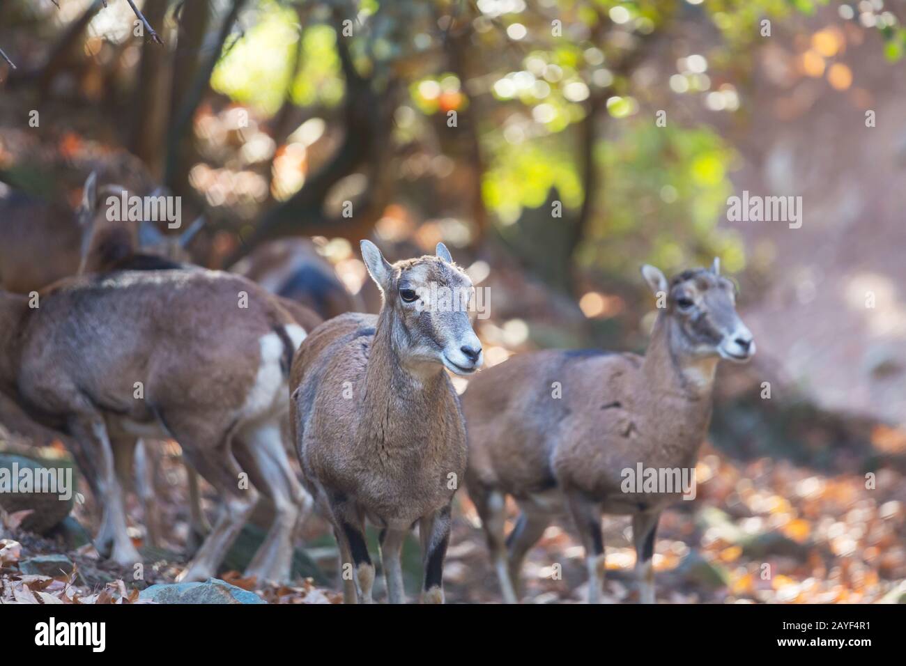 Moufflon cyprus hi-res stock photography and images - Alamy