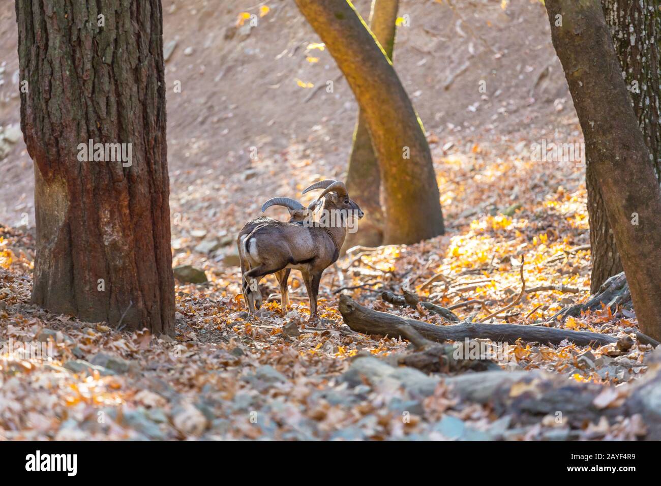 Moufflon cyprus hi-res stock photography and images - Alamy