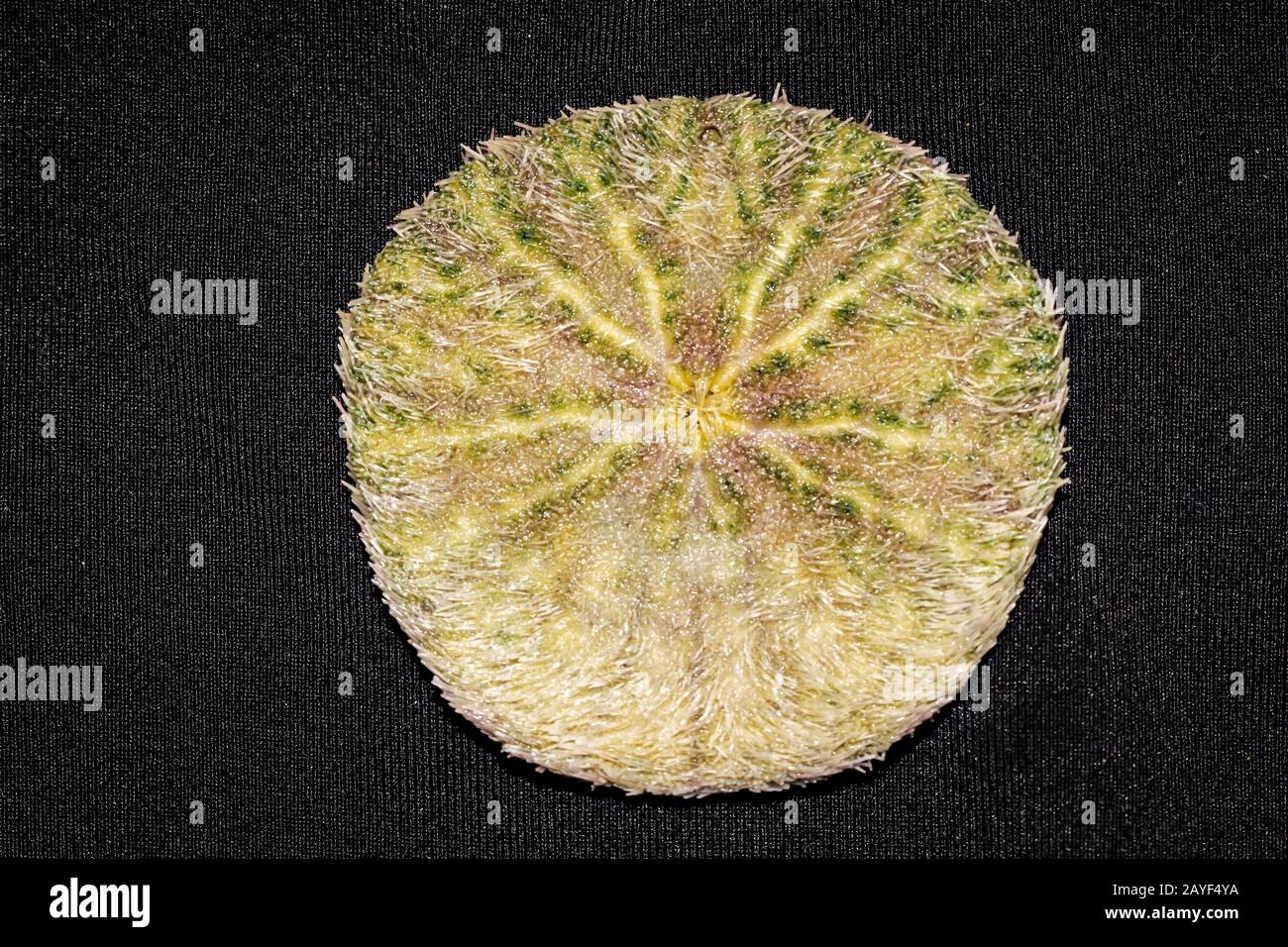 View, structure of a sand dollar, macro of a sand dollar Stock Photo ...
