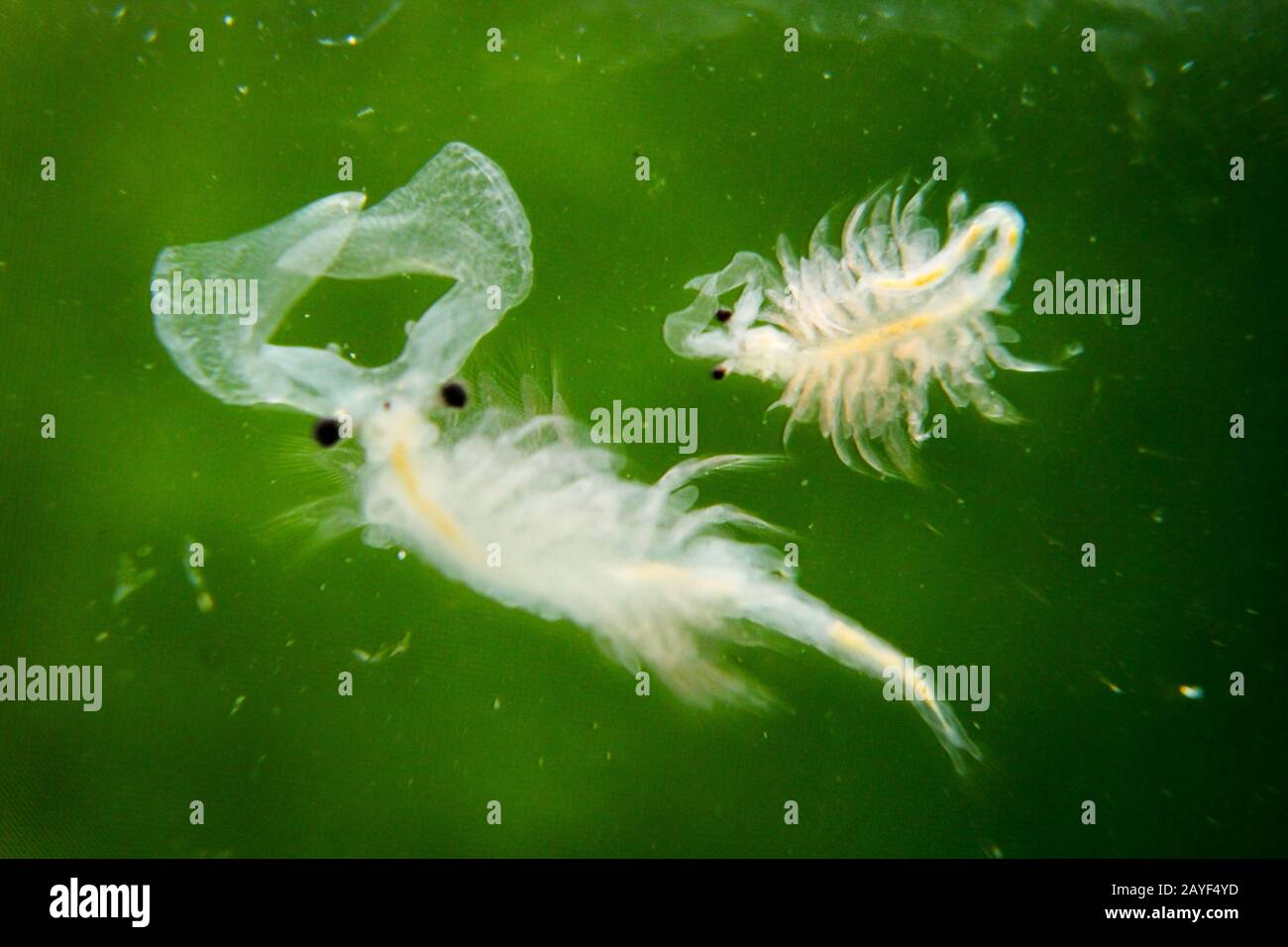 extreme macro of an artemia, saltwater cancer, macro of microorganisms ...