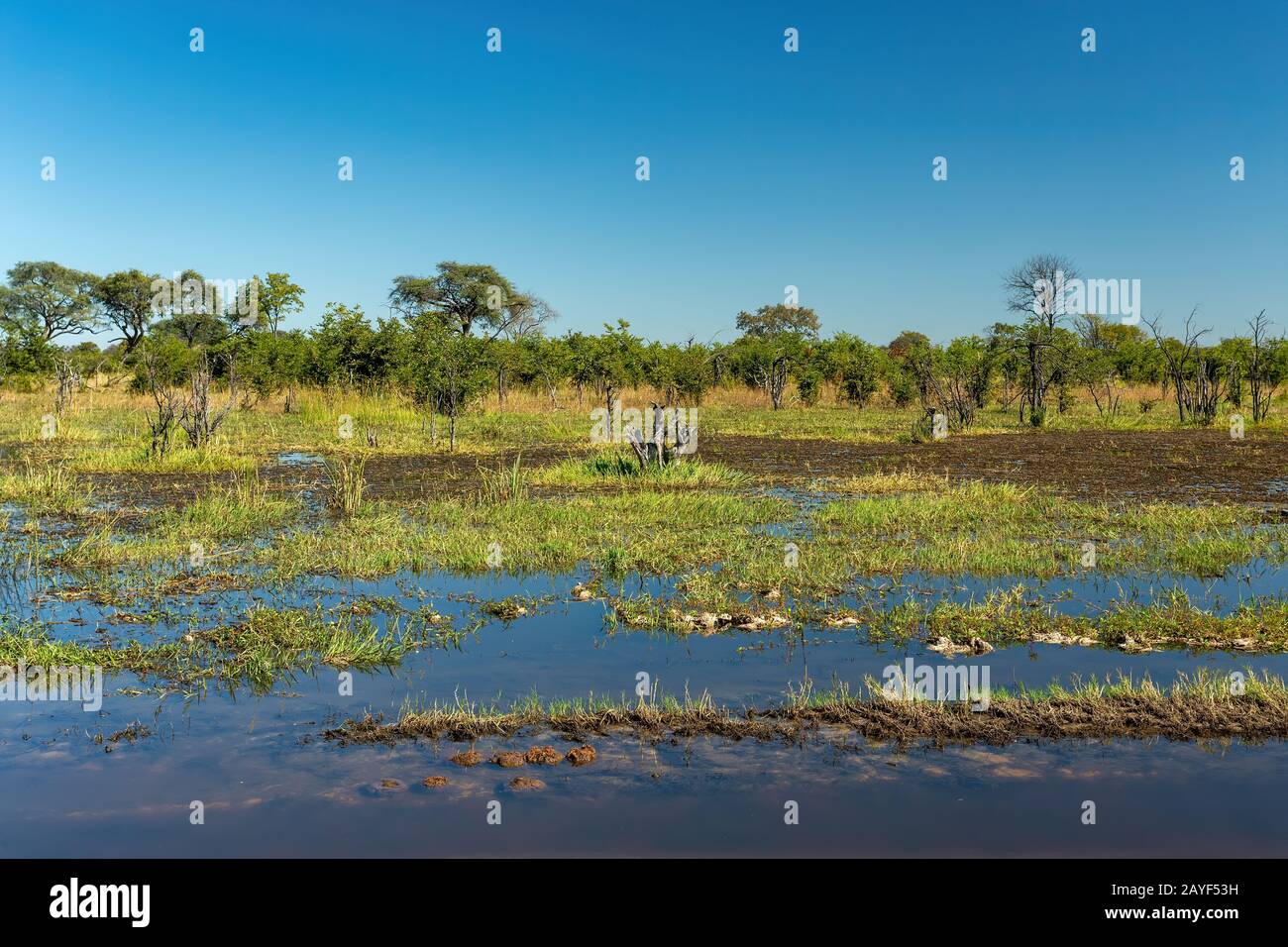 Moremi game reserve landscape, Botswana Africa wilderness Stock Photo ...