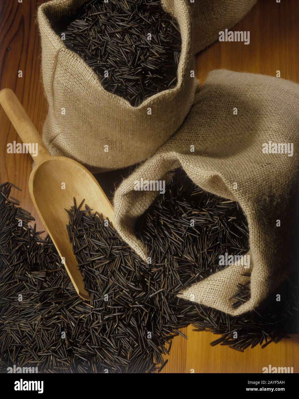 Native, aboriginal harvested Canadian raw wild rice in burlap bags with ...