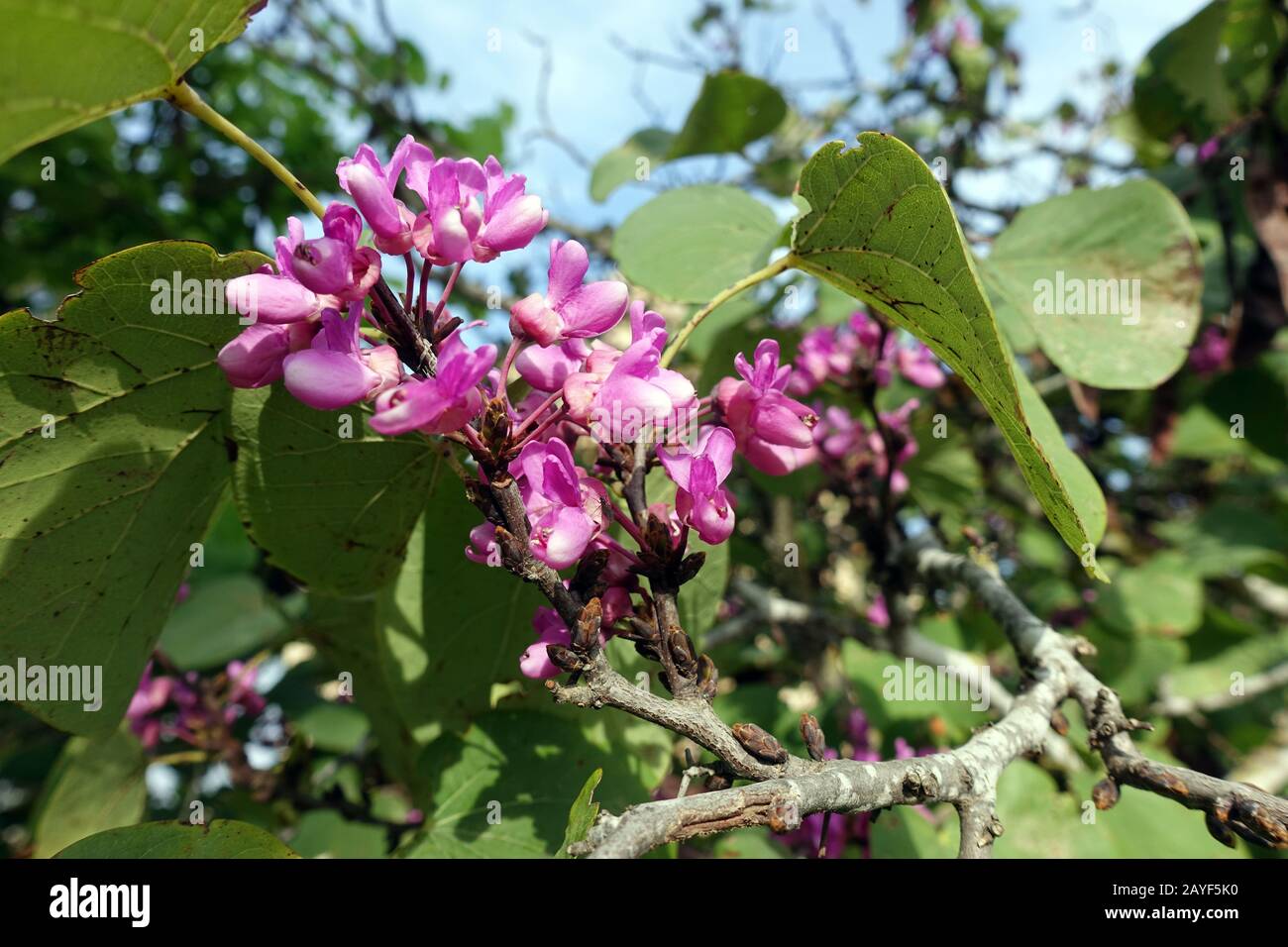 Judas tree or Judas-tree (Cercis siliquastrum) - Tree with purple ...