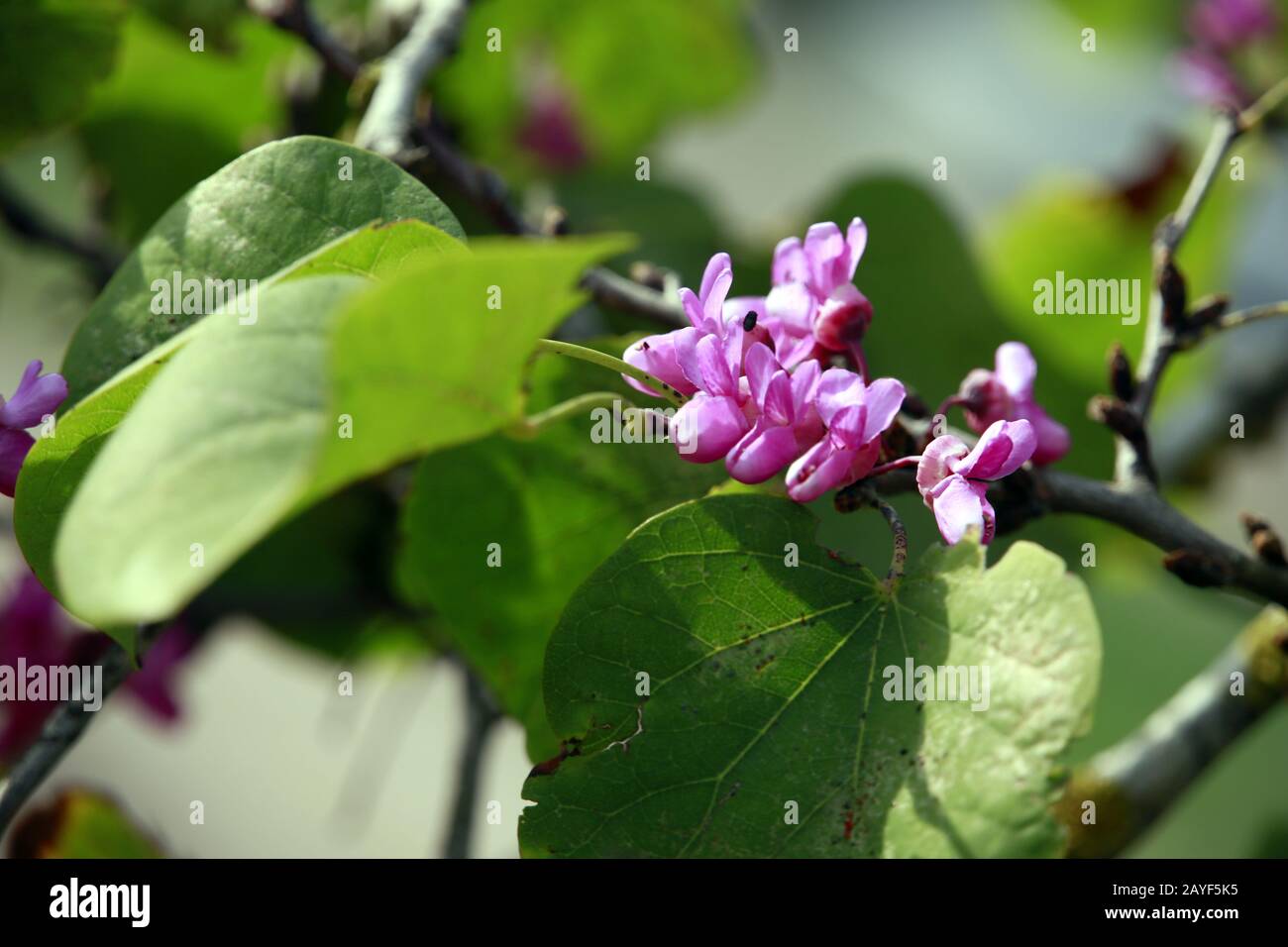 Judas tree or Judas-tree (Cercis siliquastrum) - Tree with purple ...