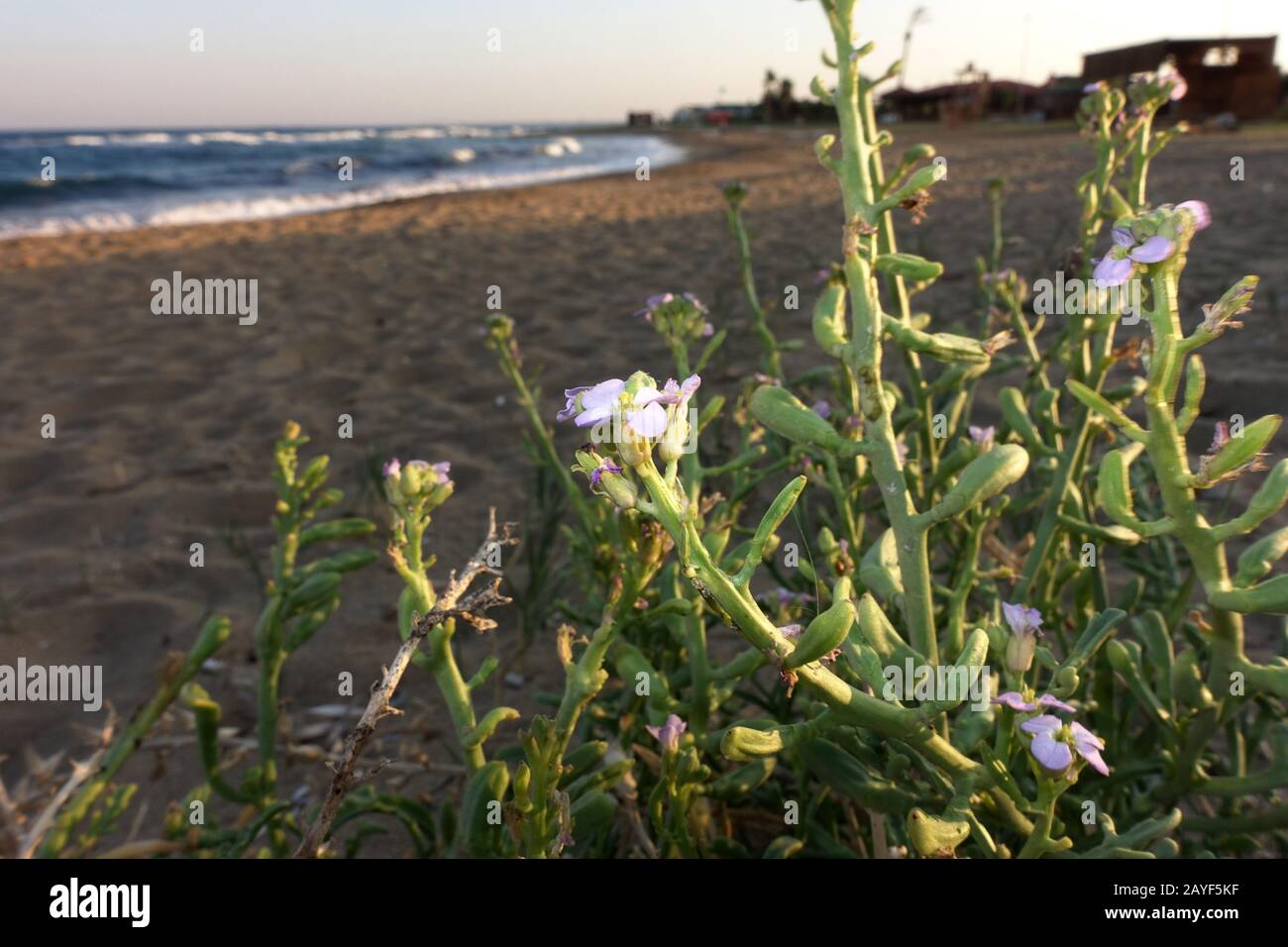 Cakile maritima flower hi-res stock photography and images - Alamy