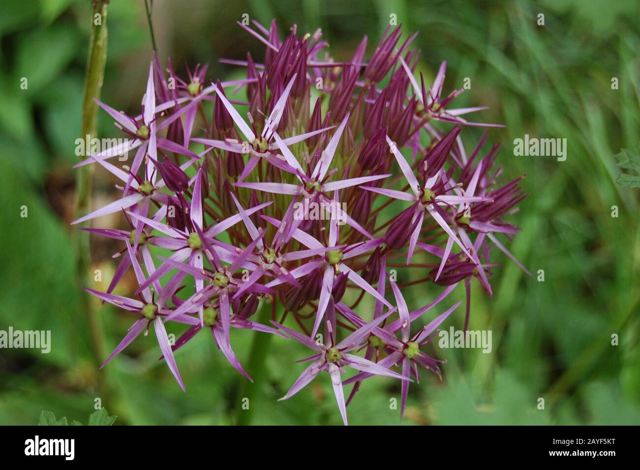 Alium close up Stock Photo - Alamy