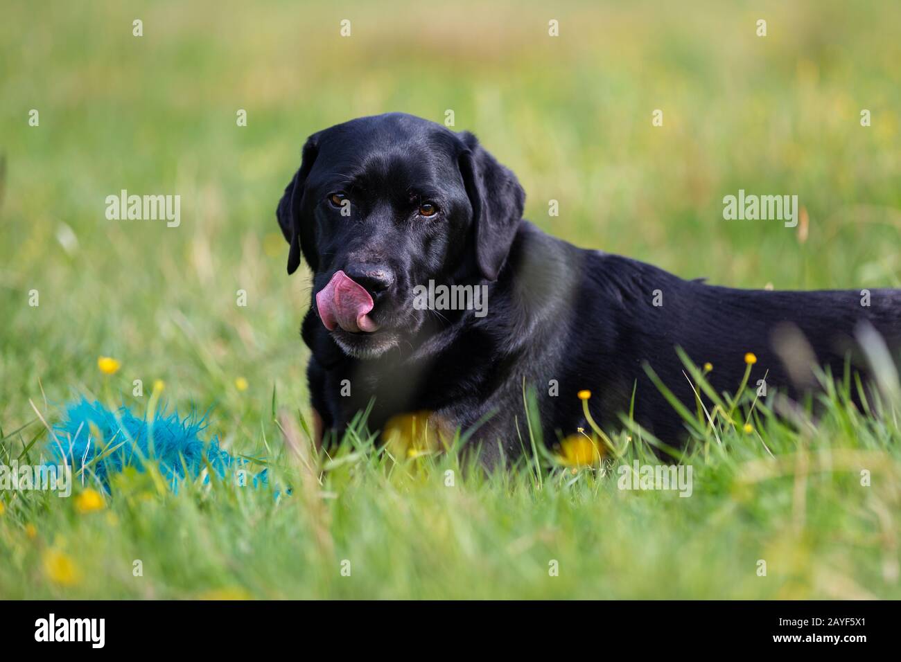 Black Labrador Retriever on a spring meadow Stock Photo - Alamy